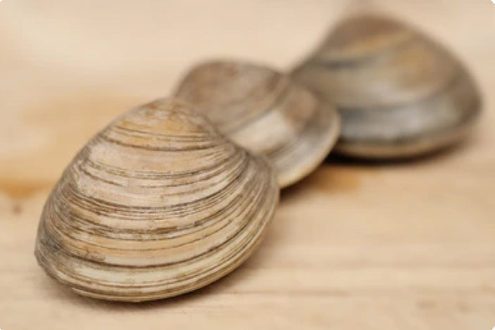 Long Island Littleneck Clams Pre-Order | Pick-Up Only – Blue Island Oysters